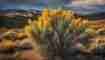 Nevada State Flower: Sagebrush, Meaning and Symbolism