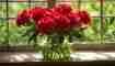 Ohio State Flower: Scarlet Carnation, Meaning and Symbolism