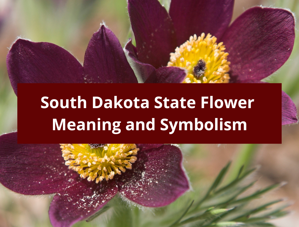 South Dakota State Flower: Pasque Flower, Meaning and Symbolism