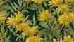 Nebraska State Flower: Goldenrod, Meaning and Symbolism
