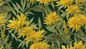 Nebraska State Flower: Goldenrod, Meaning and Symbolism