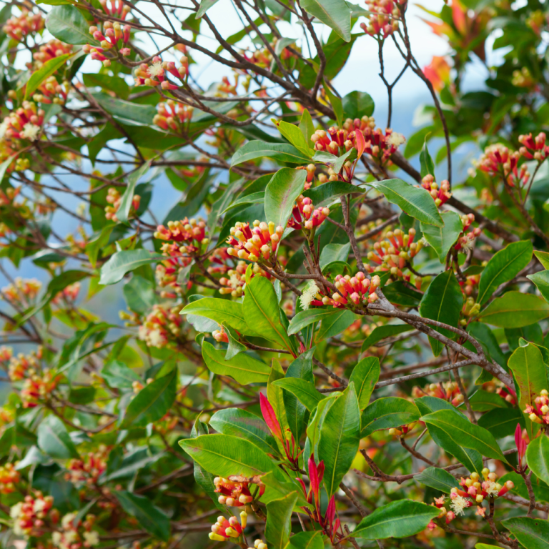 What is the National Flower of Tanzania,Meaning and Symbolism?