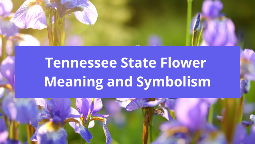 Tennessee State Flower: Purple Iris, Meaning and Symbolism