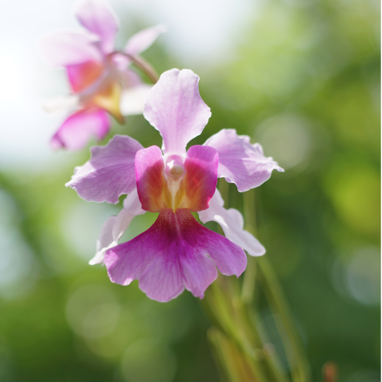 What is the National Flower of Singapore,Meaning and Symbolism?