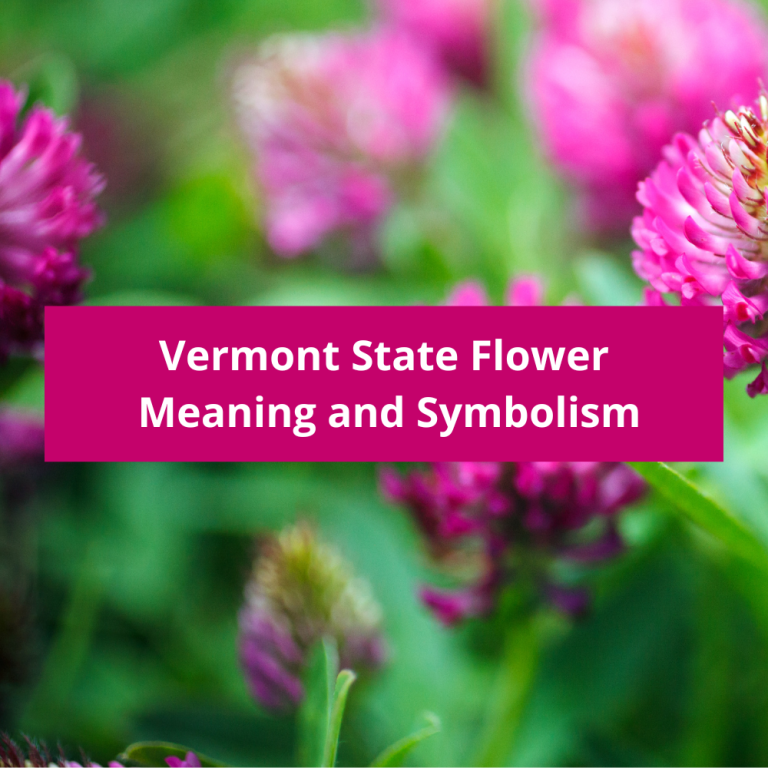 Virginia State Flower: American Dogwood, Meaning and Symbolism