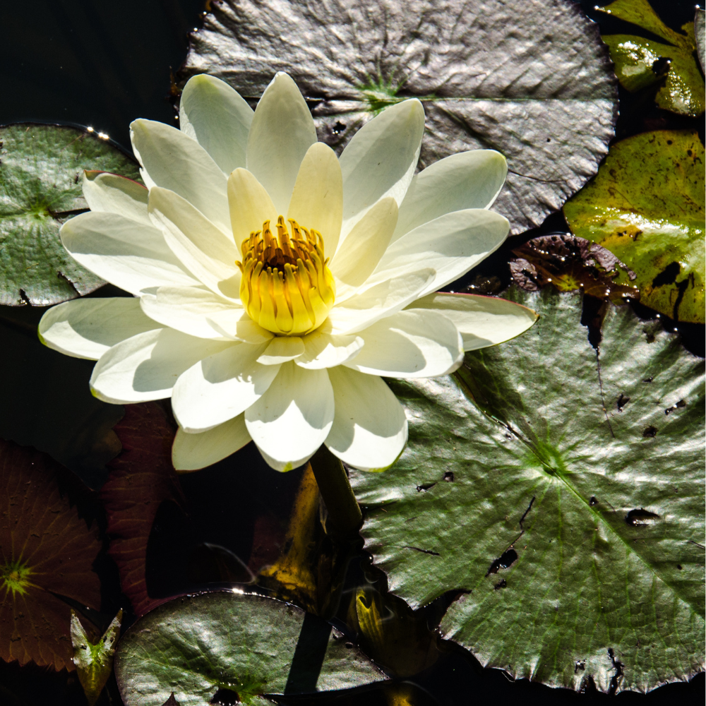 What is the national flower of Guyana, Meaning and Symbolism?