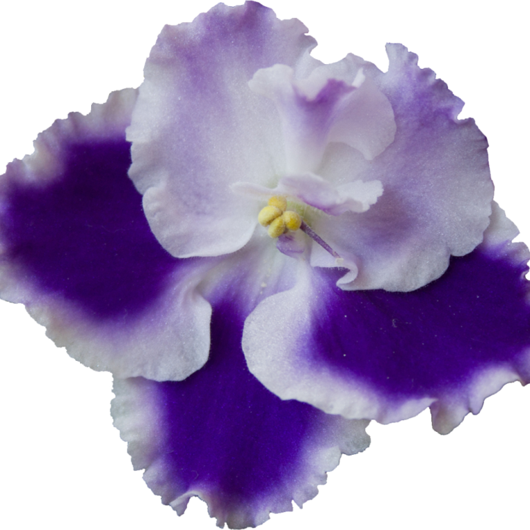 What is the national flower of Greece, Meaning and Symbolism