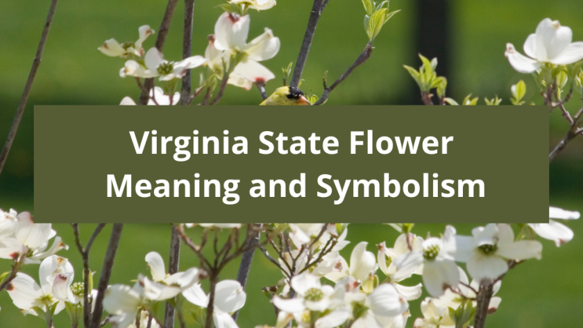 Virginia State Flower: American Dogwood, Meaning and Symbolism