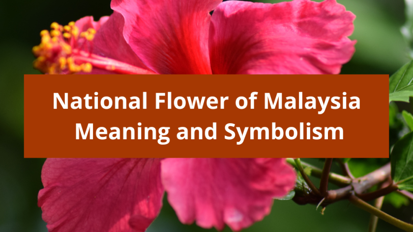 What is the national flower of Malaysia, Meaning and Symbolism