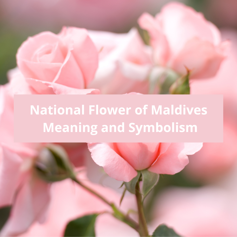 What is the national flower of Maldives, Meaning and Symbolism