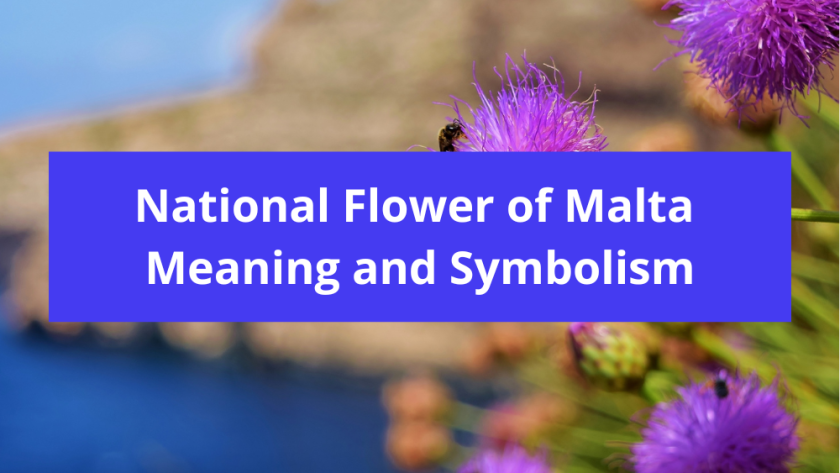 What is the national flower of Malta, Meaning and Symbolism