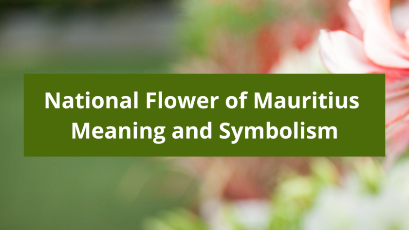 What is the national flower of Mauritius, Meaning and Symbolism