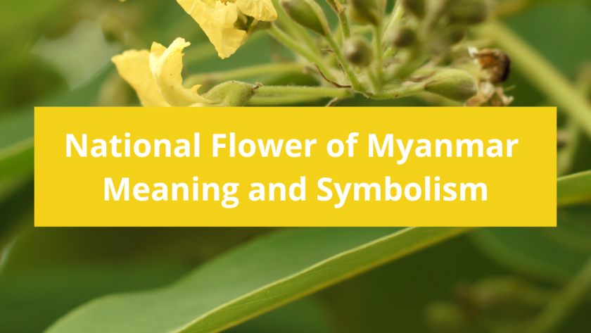 What is the national flower of Myanmar, Meaning and Symbolism