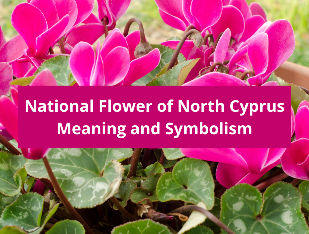 What is the national flower of North Cyprus, Meaning and Symbolism