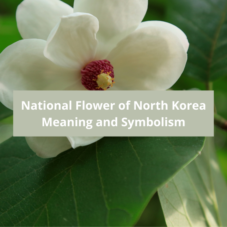 What is the national flower of North Macedonia, Meaning and Symbolism