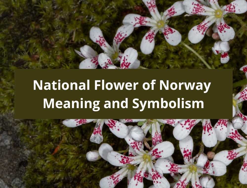 What Is The National Flower Of Norway | Best Flower Site