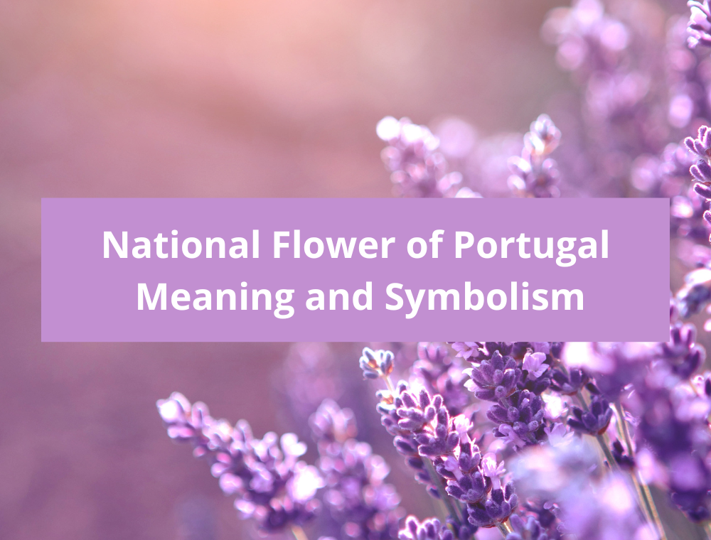 What is the national flower of Portugal, Meaning and Symbolism