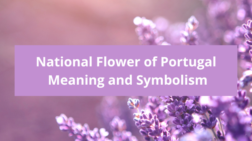 Portugal National Flower Lavender | Best Flower Site