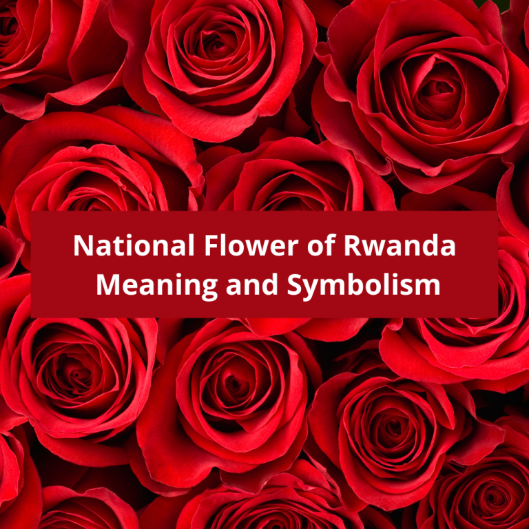 What is the national flower of Russia, Meaning and Symbolism