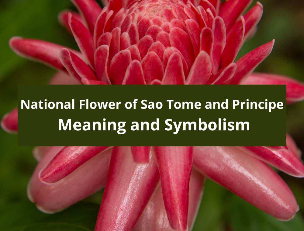 What is the national flower of Sao Tome and Principe, Meaning and Symbolism