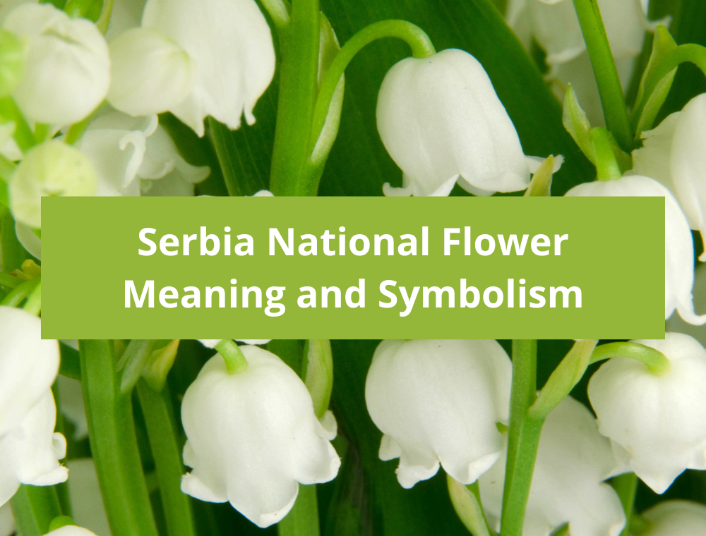 What is the national flower of Serbia, Meaning and Symbolism