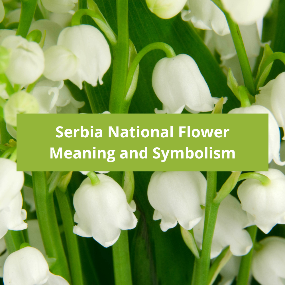 National Flower Of Serbia | Best Flower Site