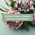 What is the national flower of South Africa, Meaning and Symbolism