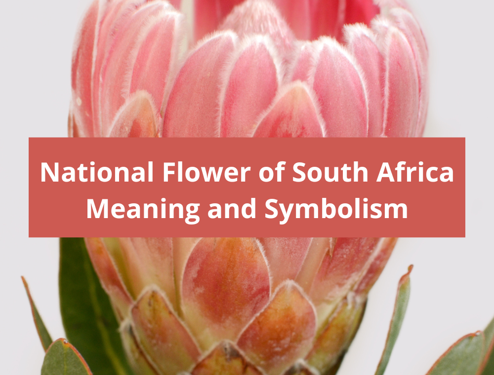 What is the national flower of South Africa, Meaning and Symbolism