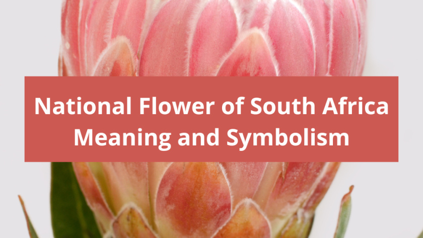 What is the national flower of South Africa, Meaning and Symbolism
