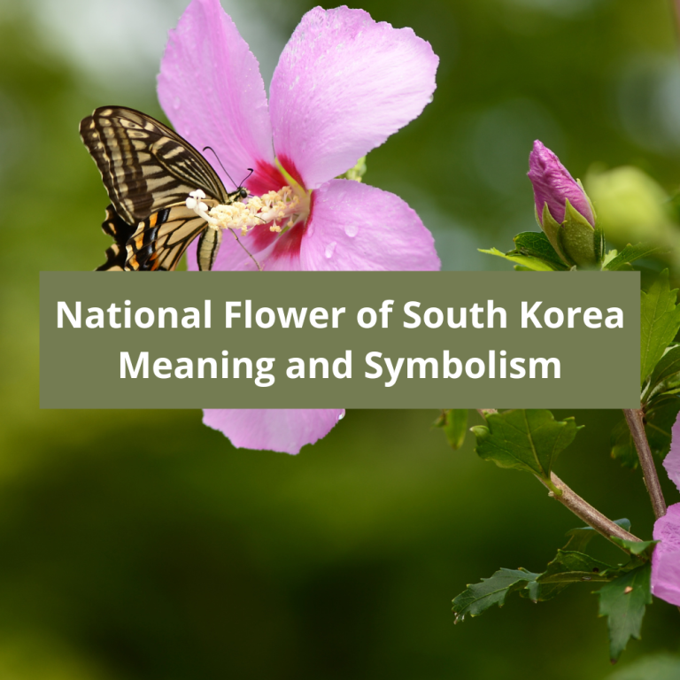 What is the national flower of South Africa, Meaning and Symbolism