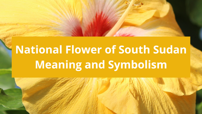 What is the national flower of South Sudan, Meaning and Symbolism