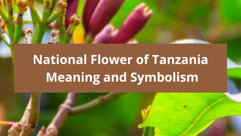 What is the national flower of Tanzania, Meaning and Symbolism