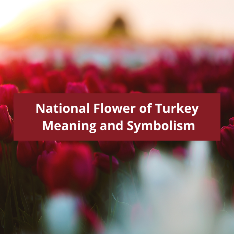 What is the national flower of Turkmenistan, Meaning and Symbolism