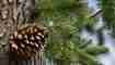 Maine State Flower: White Pine Cone and Tassel,Meaning and Symbolism