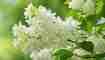 Idaho State Flower: Syringa (Mock Orange),Meaning and Symbolism