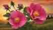 Iowa State Flower: Wild Prairie Rose, Meaning and Symbolism