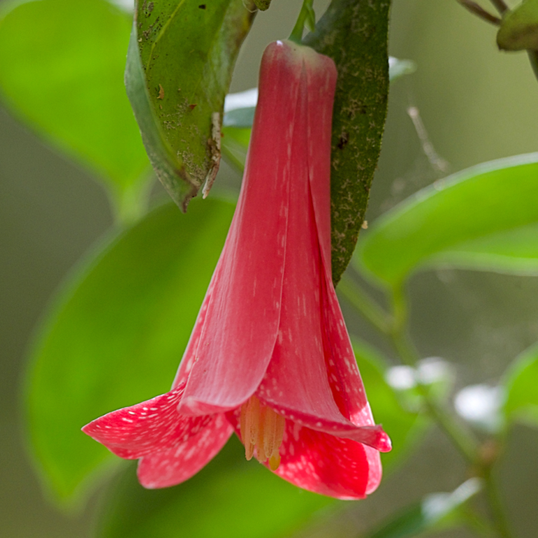 What is the national flower of Chile, Meaning and Symbolism