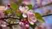 Missouri State Flower: Hawthorn, Meaning and Symbolism