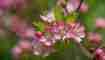 Missouri State Flower: Hawthorn, Meaning and Symbolism