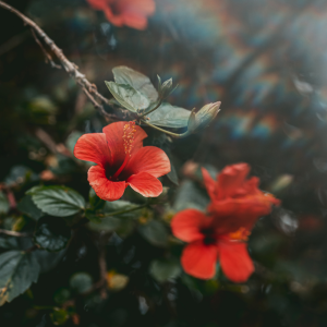 What is The National Flower of Malaysia,Meaning and Symbolism?