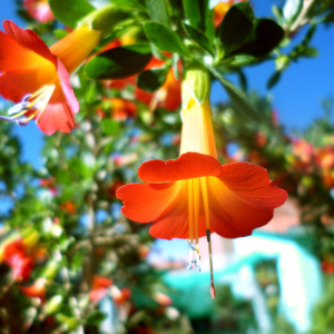 What is the national flower of Bolivia, Meaning and Symbolism?