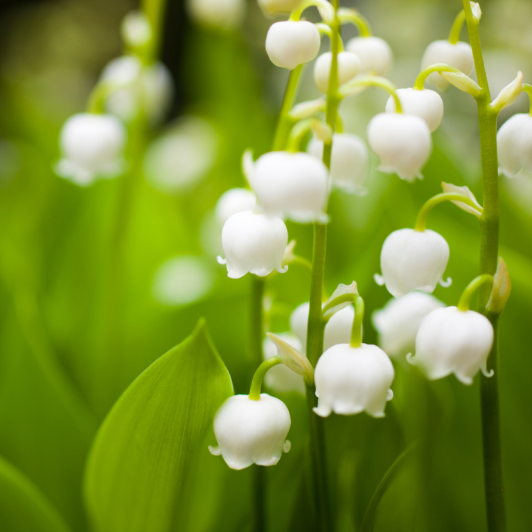 What is the National Flower of Serbia,Meaning and Symbolism?