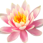 What is the national flower of Egypt, Meaning and Symbolism