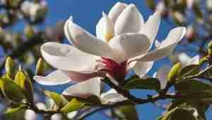 Mississippi State Flower: Magnolia, Meaning and Symbolism