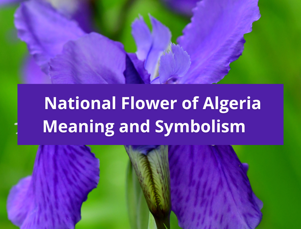 What is the national flower of Algeria, Meaning and Symbolism