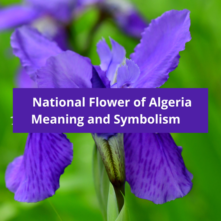 What is the national flower of Azerbaijan, Meaning and Symbolism