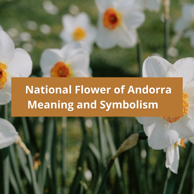 What is the national flower of Albania, Meaning and Symbolism
