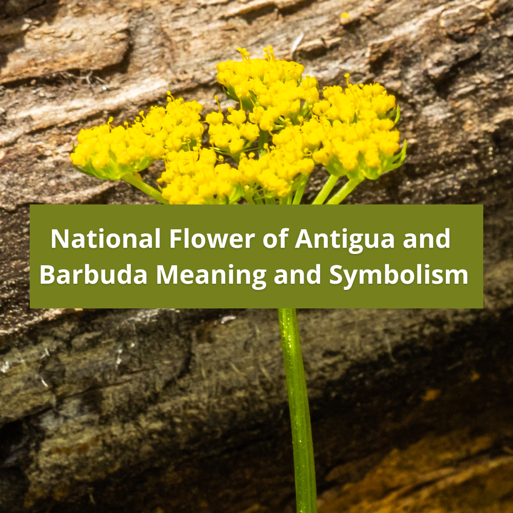 What is the national flower of Antigua and Barbuda, Meaning and Symbolism