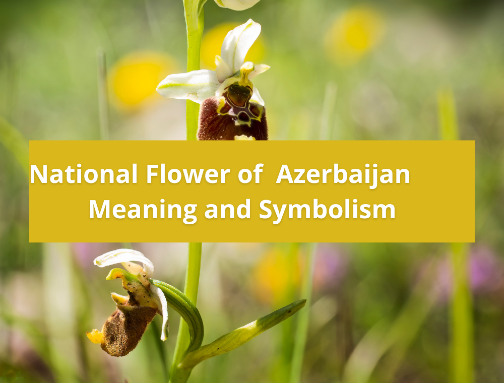 What is the national flower of Azerbaijan, Meaning and Symbolism