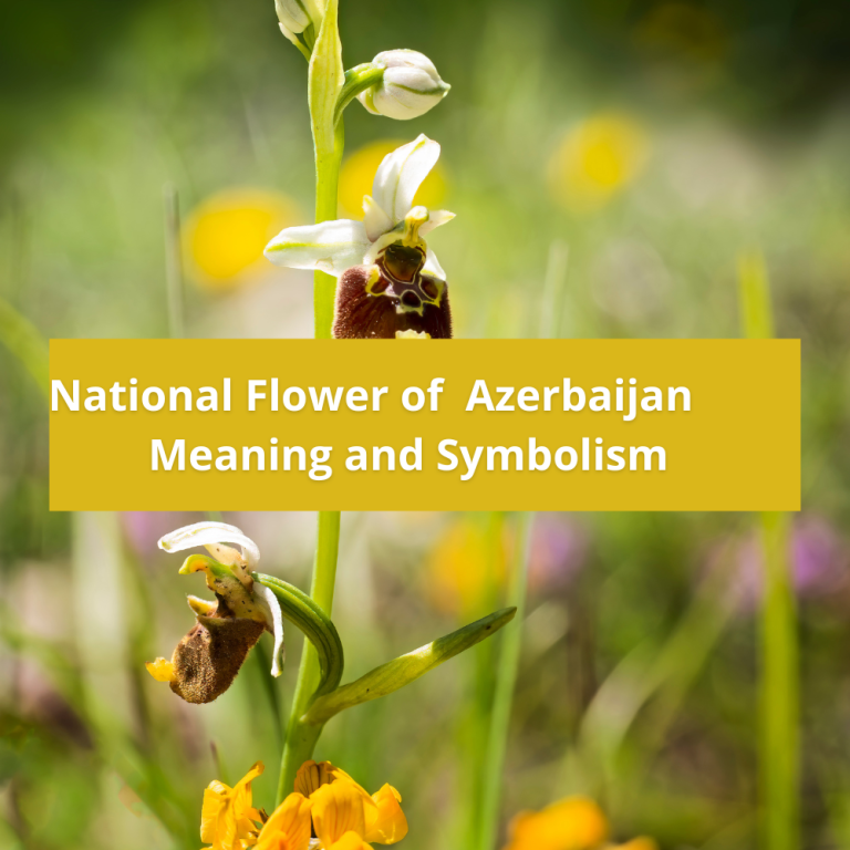 What is the national flower of Algeria, Meaning and Symbolism